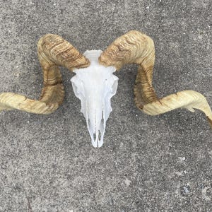 HUGE MERINO SHEEP - Full Skull, With Monster 40-inch Horns Taxidermy ...