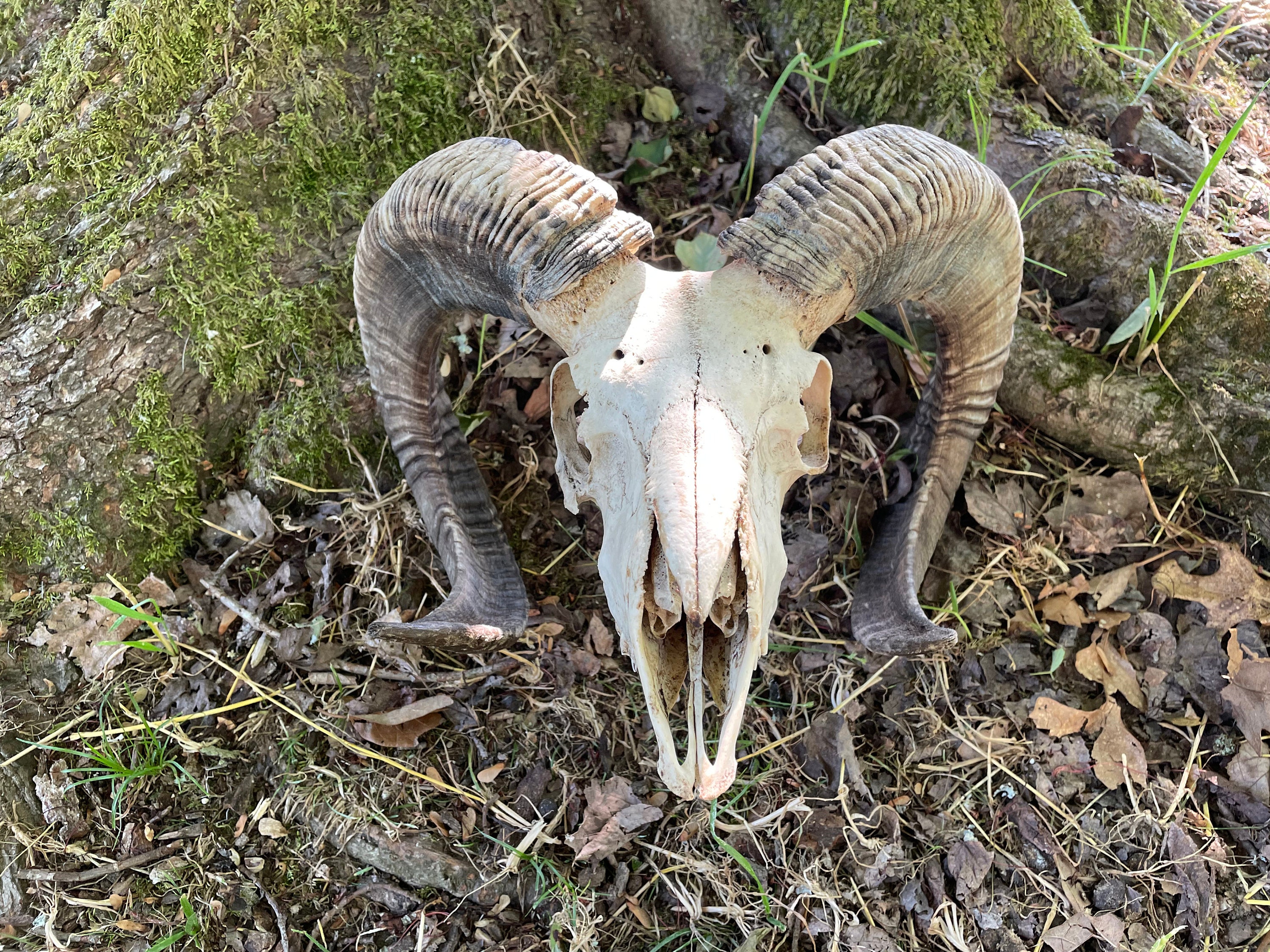 European Mouflon Skeleton Ovis Orientalis 1950 Skull Domestic Sheep