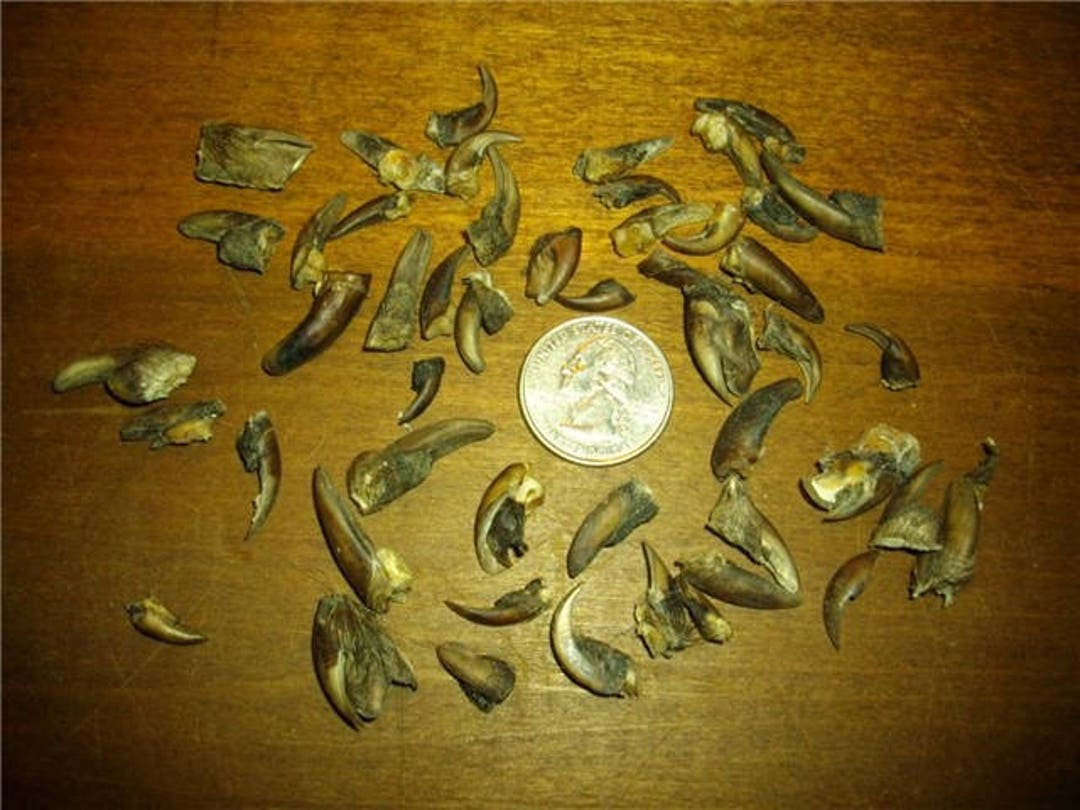 20 Mixed BEAVER Claws/nature/crafts Native Americam Art - Etsy UK
