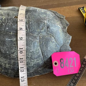 ONE {1} Awesome Taxidermy Large Common Snapping Turtle Shell Log Cabin ...