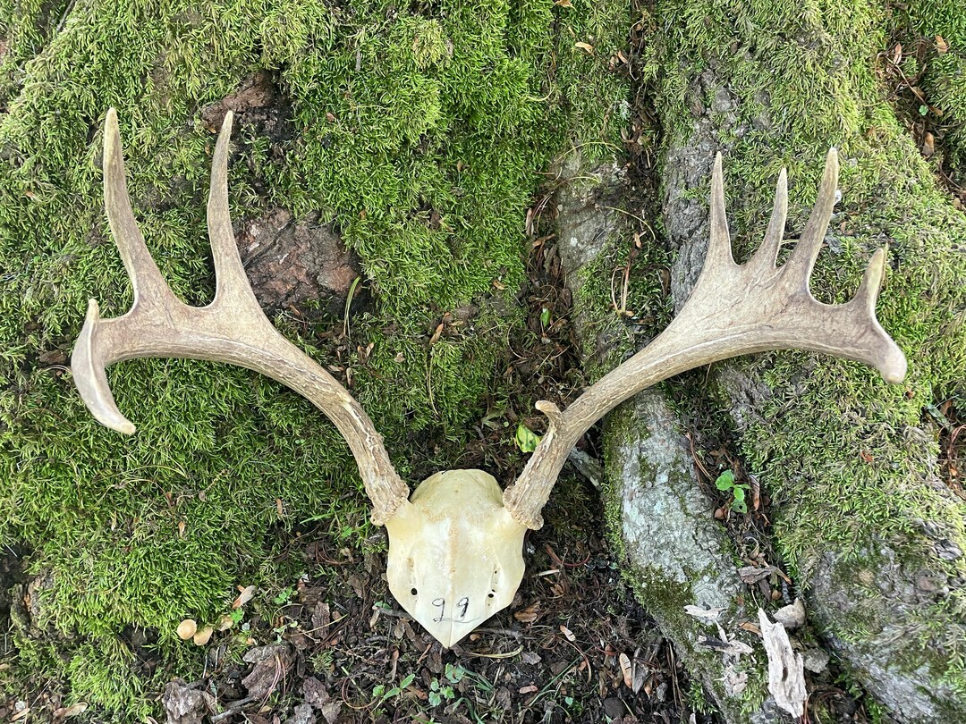 Nice 11 Point Palmated Whitetail DEER ANTLERS, Log Cabin, Hunting Lodge ...