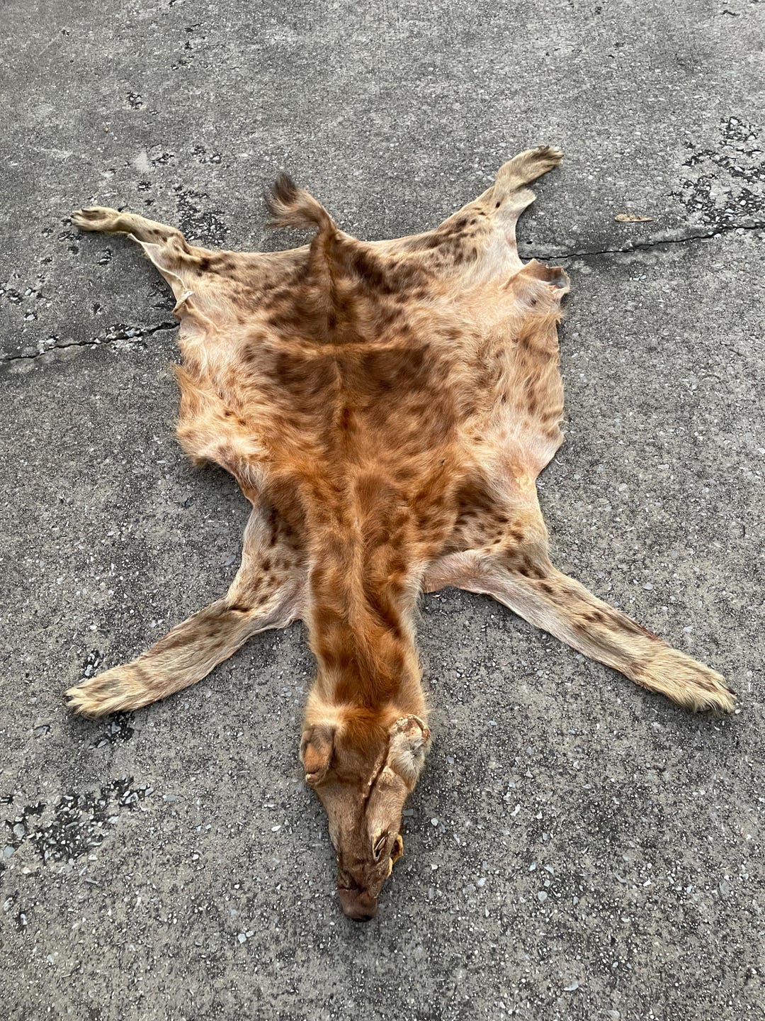 RARE, Taxidermy Trophy Africa SPOTTED HYENA Lifesize Skin African ...