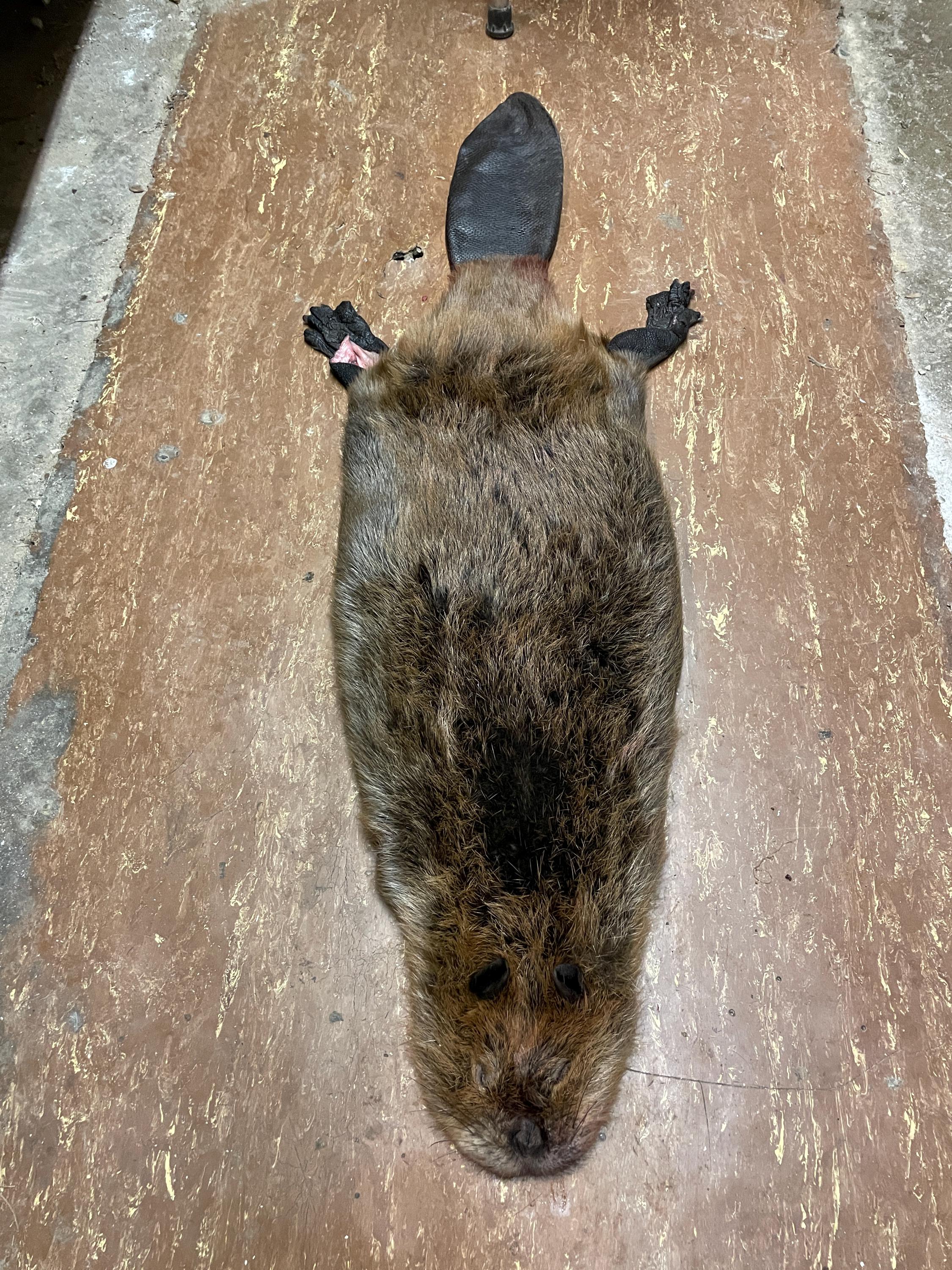1 Huge New Lifesize 50 Lb, Beaver Un-tanned -salted - No Tail -SKIN ...