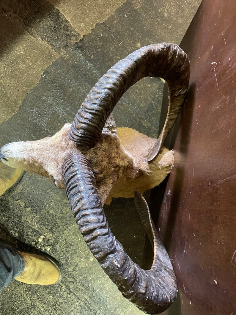 Taxidermy RARE RED SHEEP Skull Nice Huge Horns = Hybrid Armenian ...
