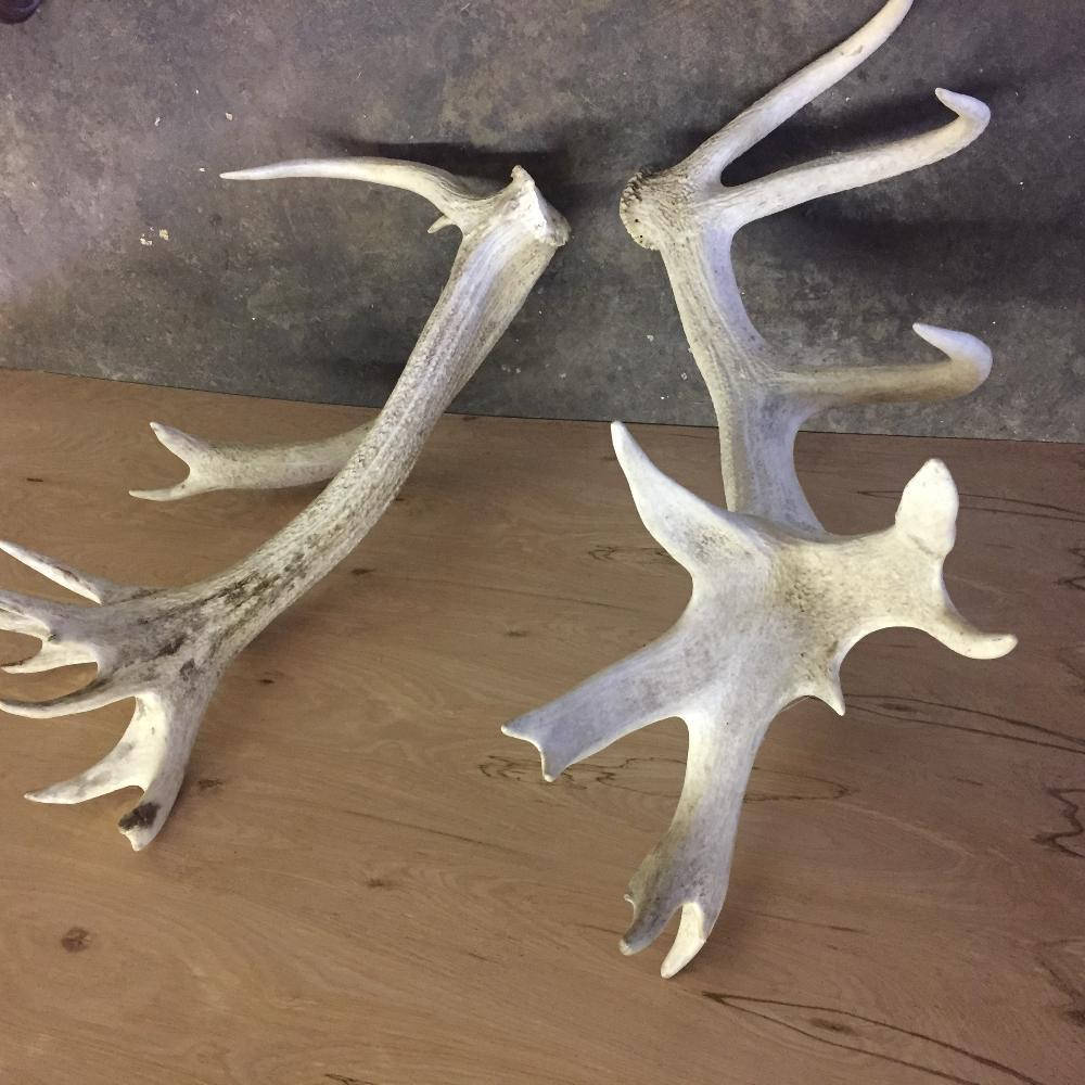 Taxidermy Huge 23 Point Set of RED STAG Shed ANTLERS Cabin Hunting ...