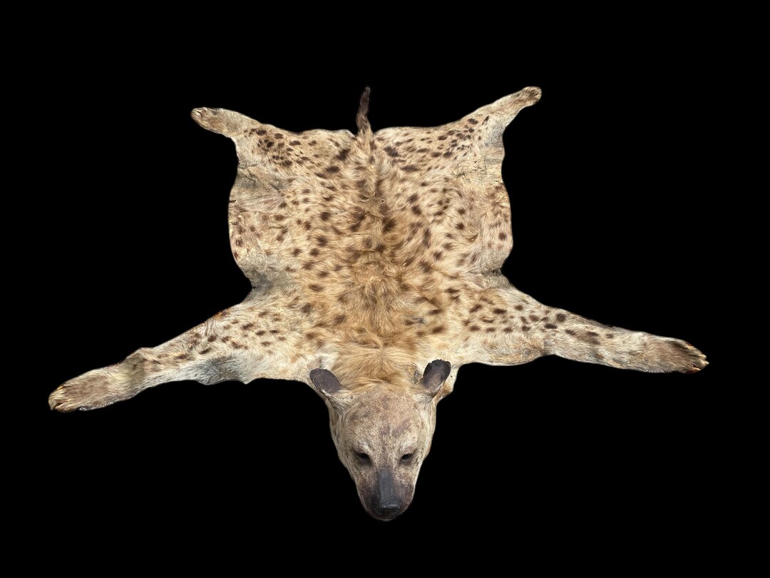 RARE, Taxidermy Trophy Africa SPOTTED HYENA Lifesize Skin With Head ...