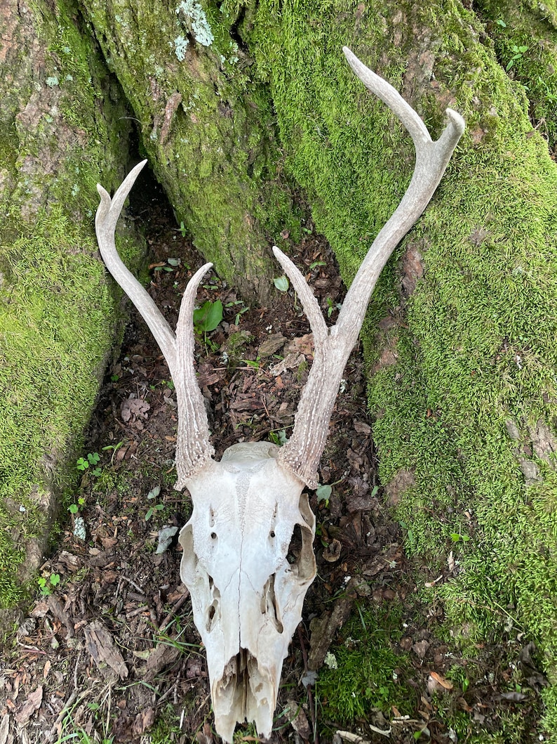 Taxidermy Beautiful Odd Deformed Set of 6 Point Wild White-tailed DEER ...