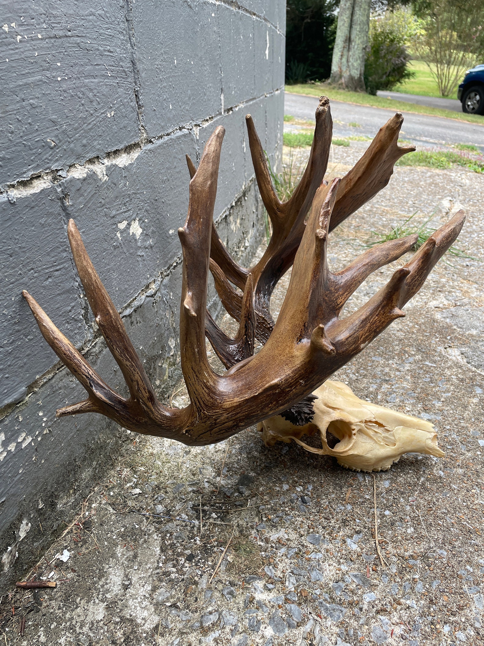 Monster 25 Point - Nontypical Whitetail Deer Antlers-skull Big Heavy ...