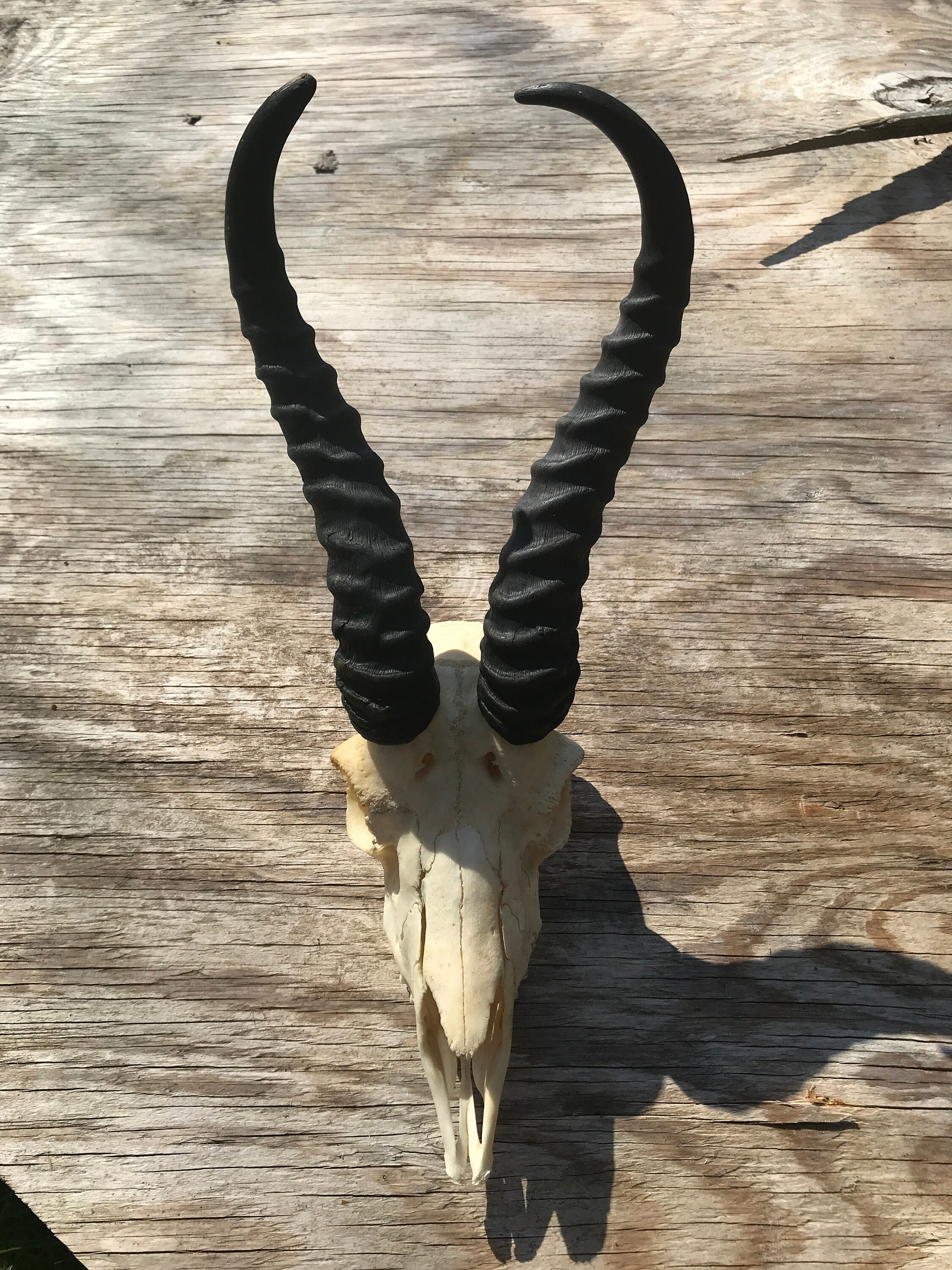 Beautiful AFRICAN SPRINGBOK SKULL Africa Hunting Lodge | Etsy