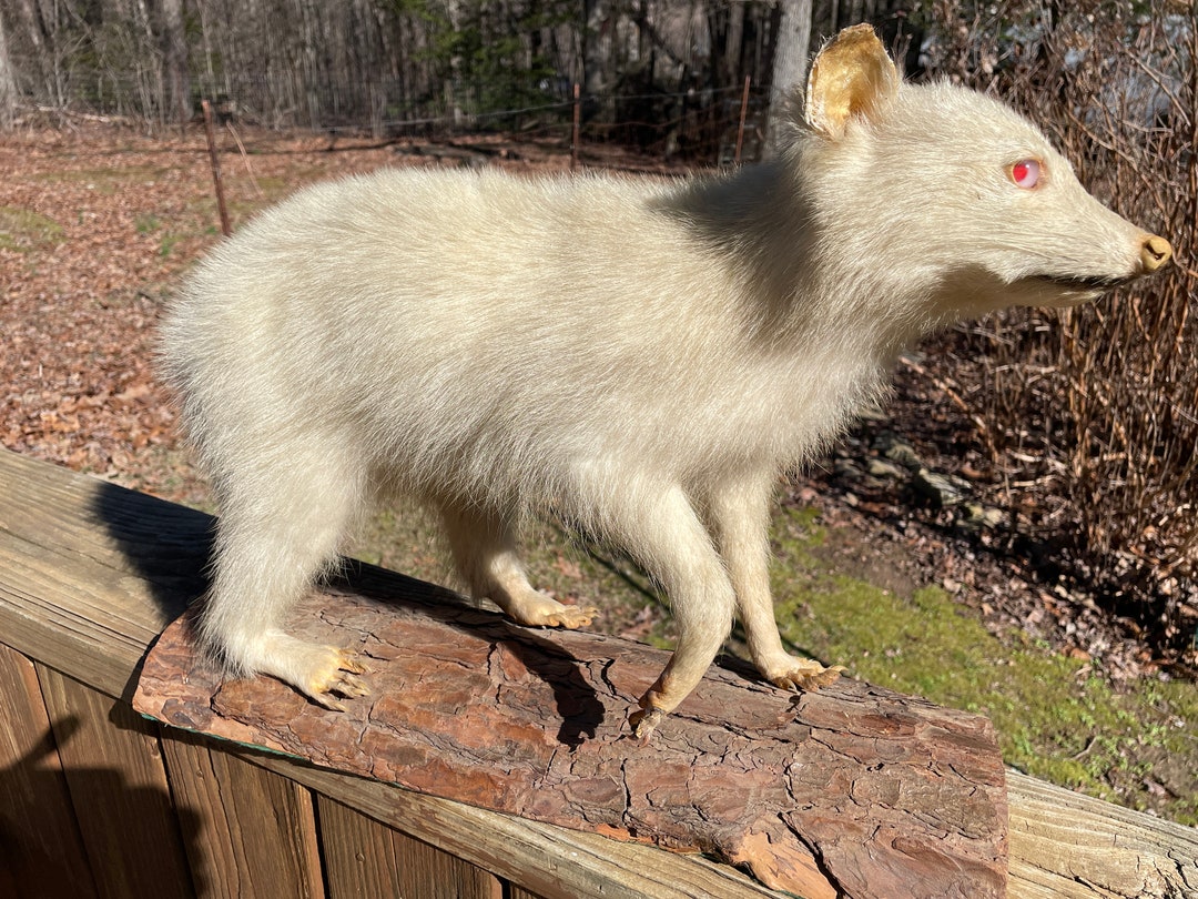 Taxidermy Vintage, True, Albino Coon Or, RACCOON, Mount { Pink Eyes ...