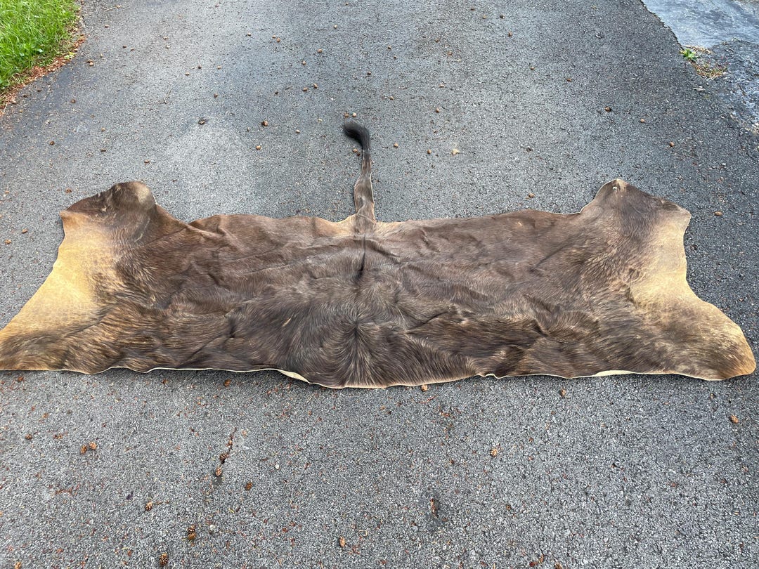 Taxidermy Tanned-african CAPE BUFFALO Tanned Hide With Tail -africa ...