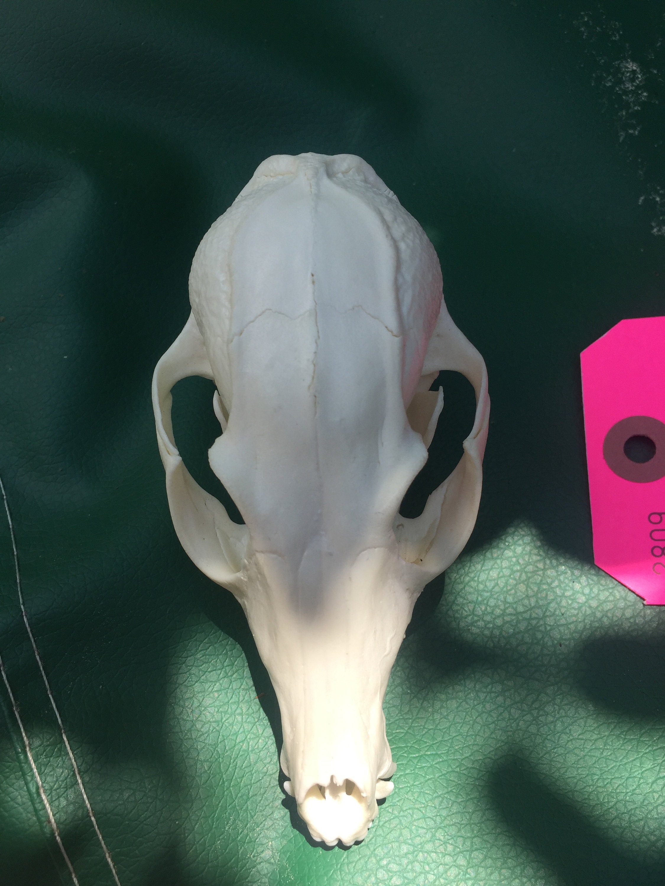 Taxidermy Grey Fox full SKULL-Bone EUROPEAN Mount Hunting | Etsy