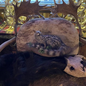 Rare, Beautiful Little Small Spotted GENET Full Body Mount AFRICA ...