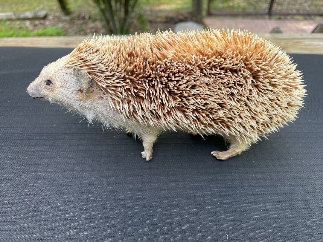 CUTE Oddity Taxidermy Very Nice "new" Long-eared Hedgehog Mount Log ...