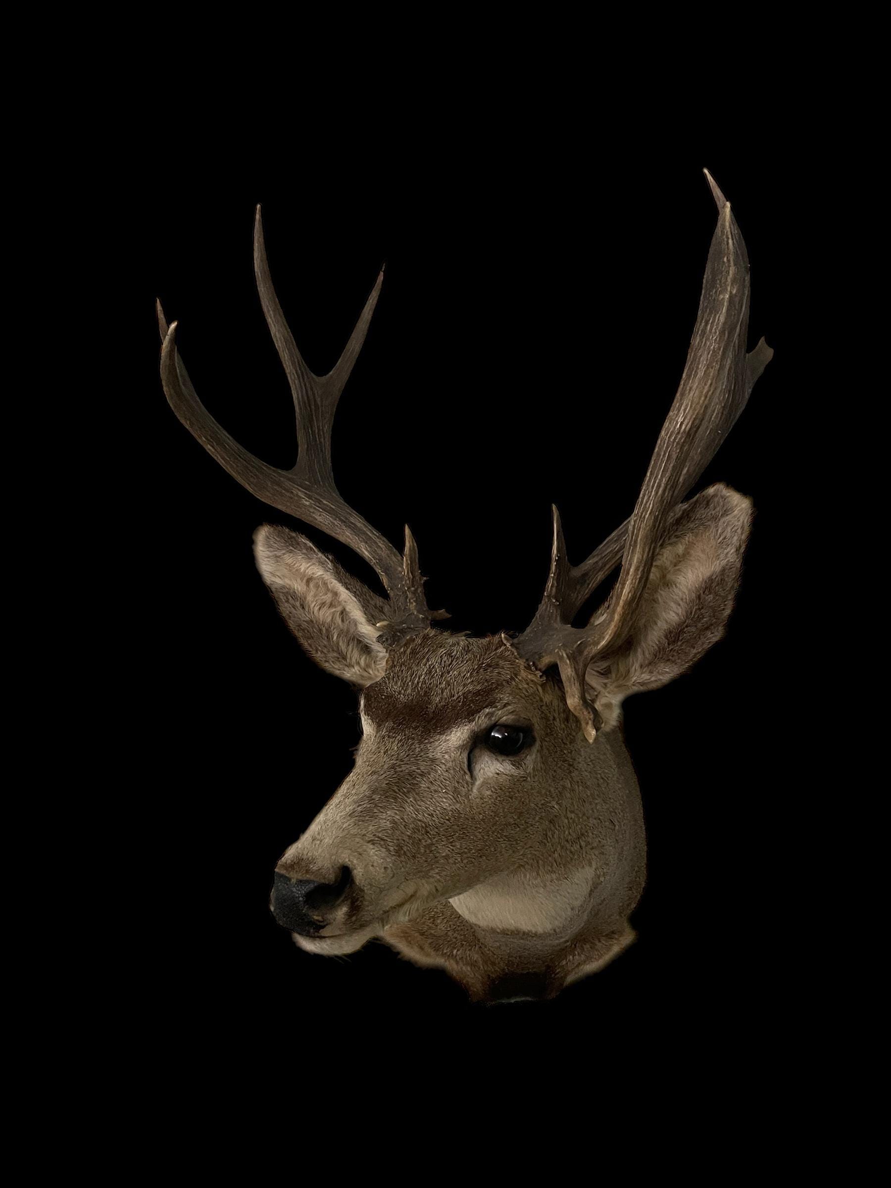 Taxidermy Weird 5 X 5 Double Main Beam MULE DEER ANTLERS /shoulder ...
