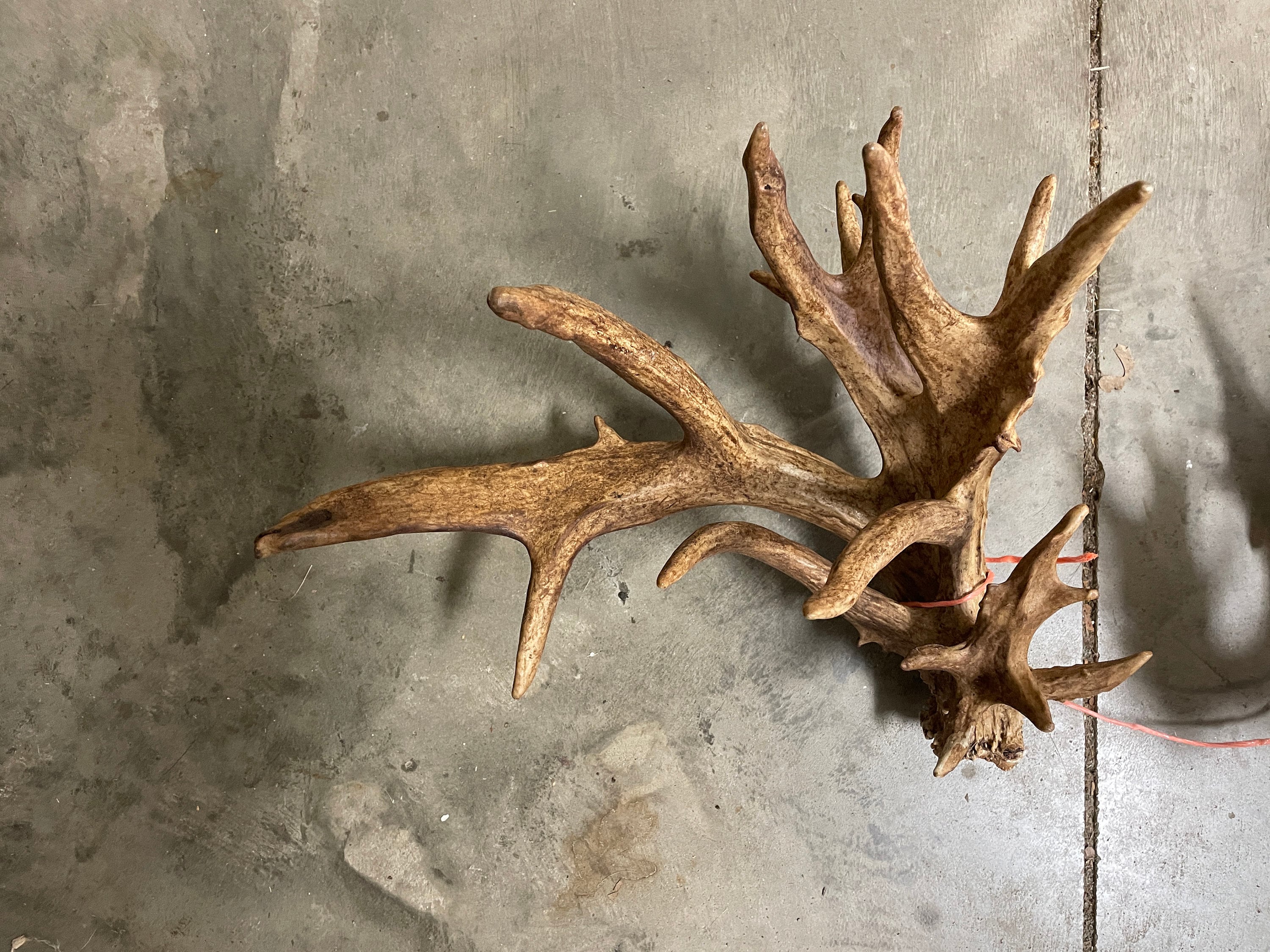 Taxidermy Incredible, Set,59 Point Whitetailed DEER Shed ANTLERS ...