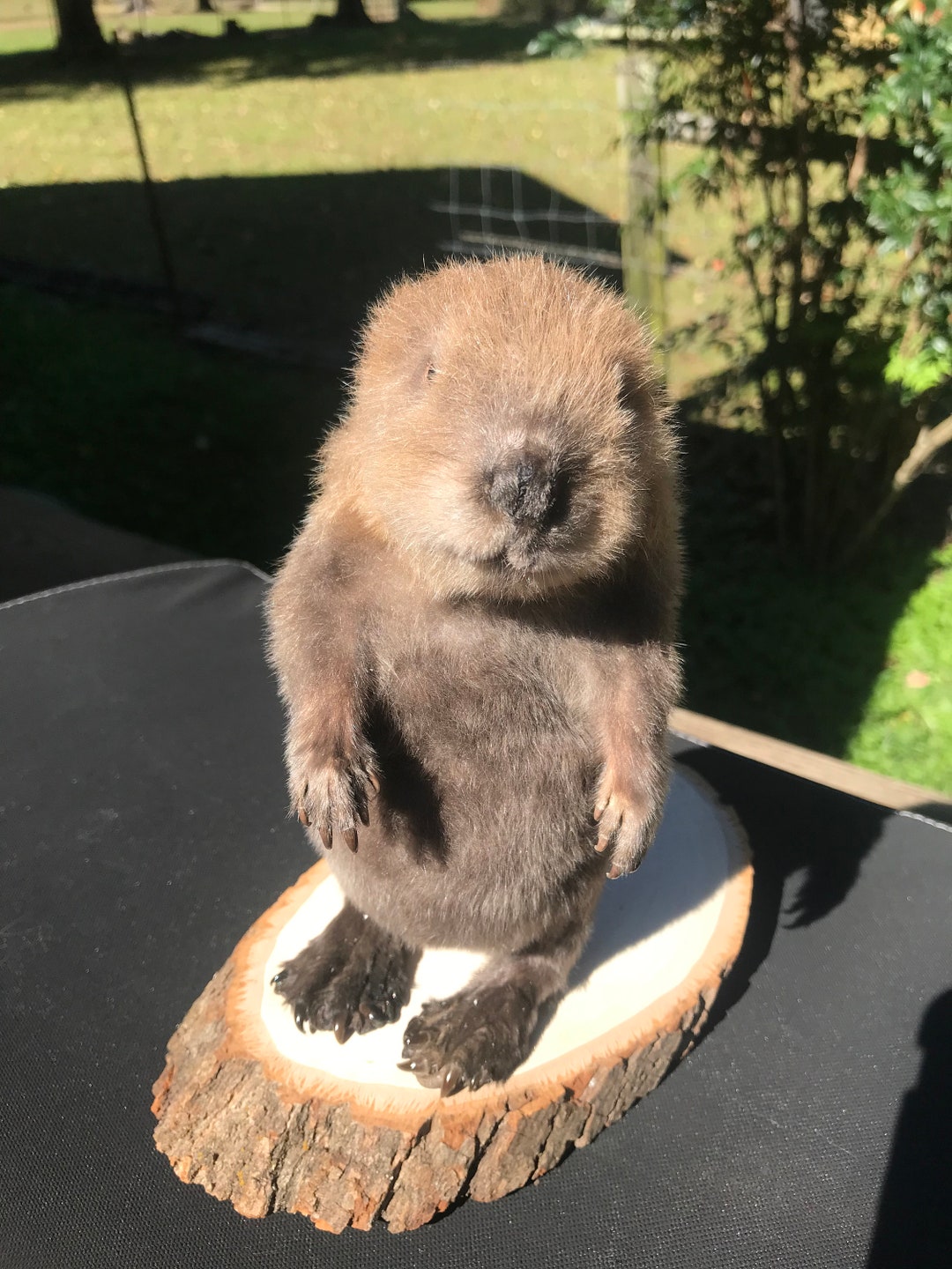 1 - Beautiful New Lifesize-standing Baby Beaver Mount on a Wood Base ...