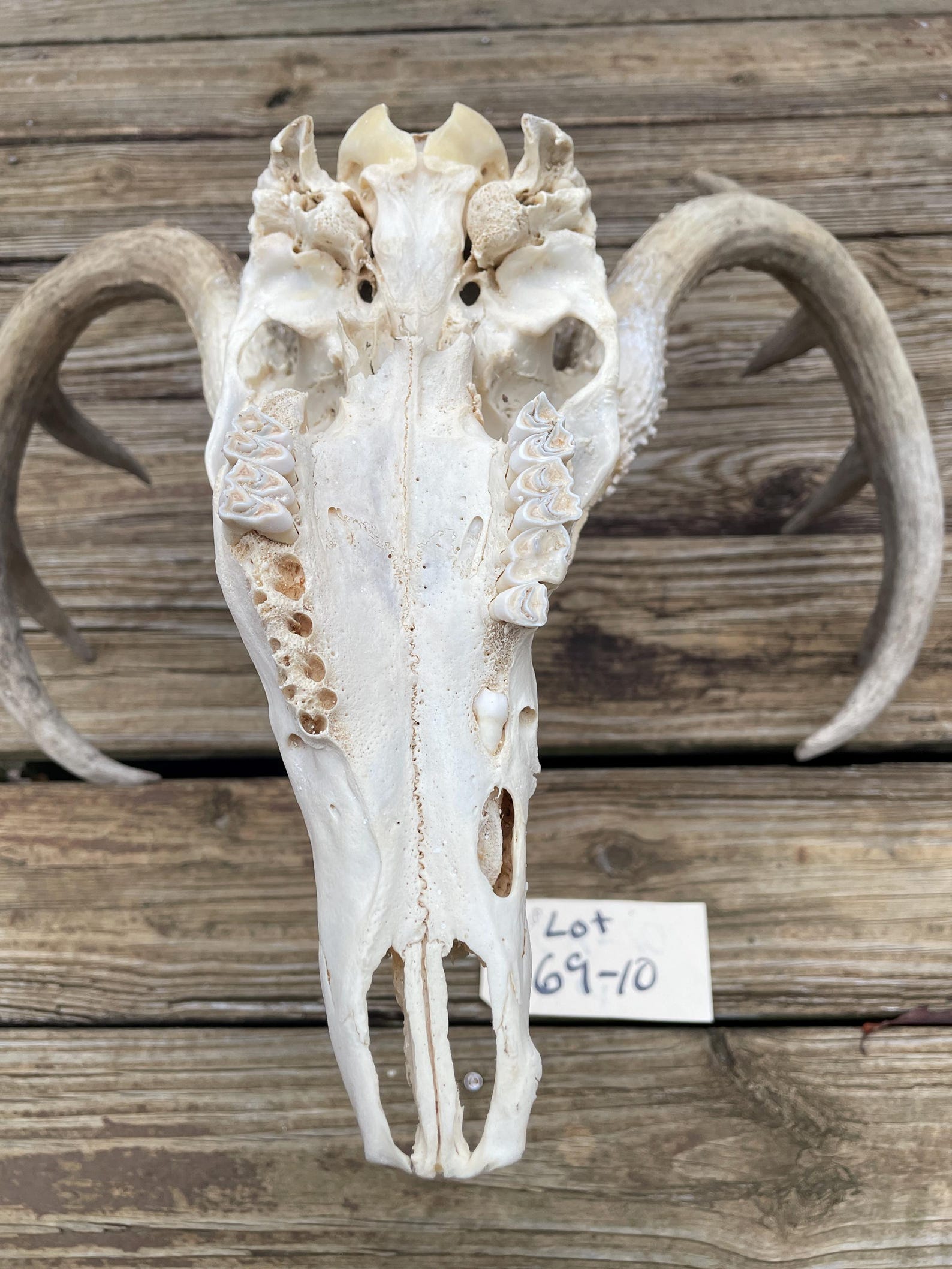 Taxidermy, 11 Point Whitetail DEER With a FREAK - DEFORMED -full Skull ...