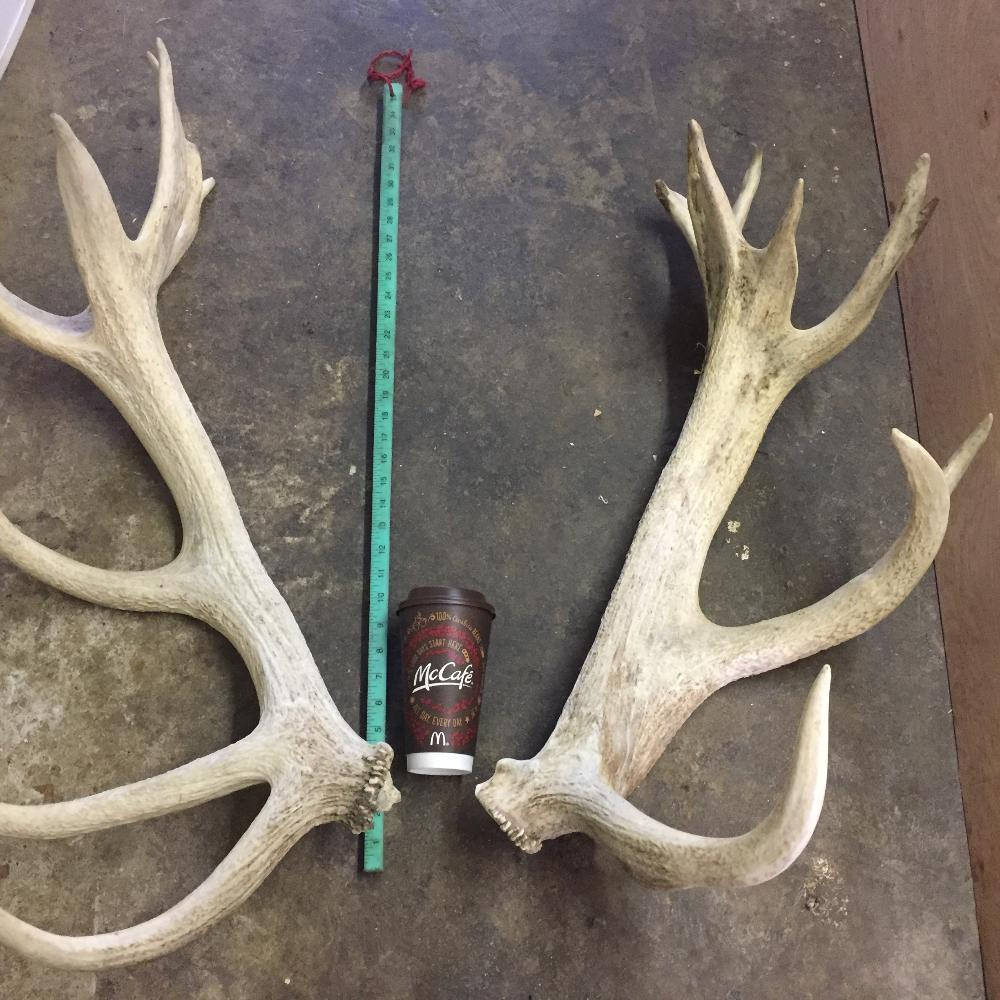 Taxidermy Huge 23 Point Set of RED STAG Shed ANTLERS Cabin Hunting ...