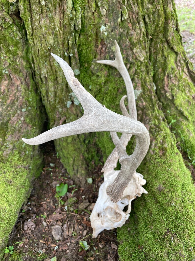 Taxidermy Beautiful Odd Deformed Set of 6 Point Wild White-tailed DEER ...
