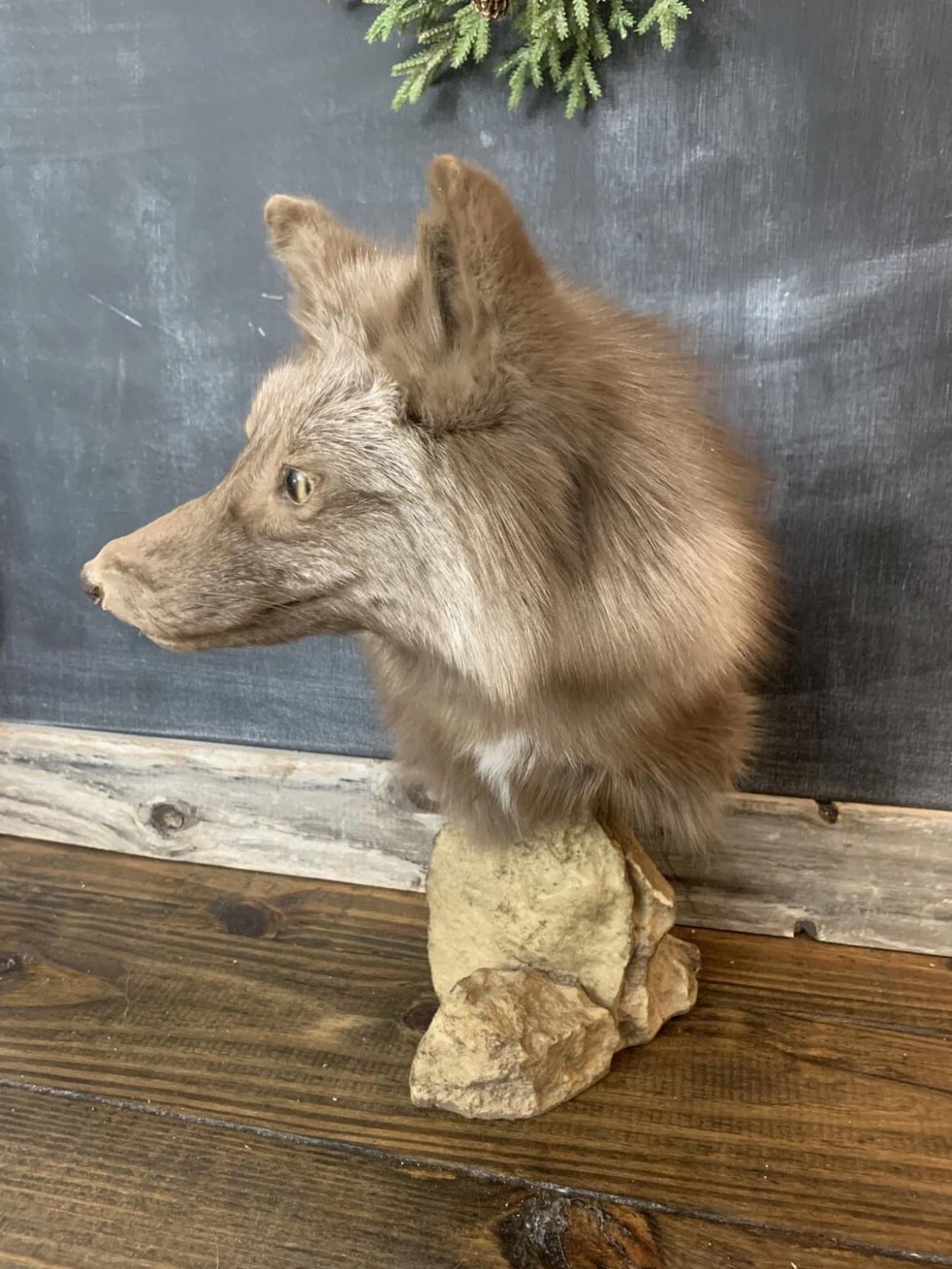 Beautiful AMBER Ranch FOX Shoulder Pedestal Mount /log Cabin Hunting ...