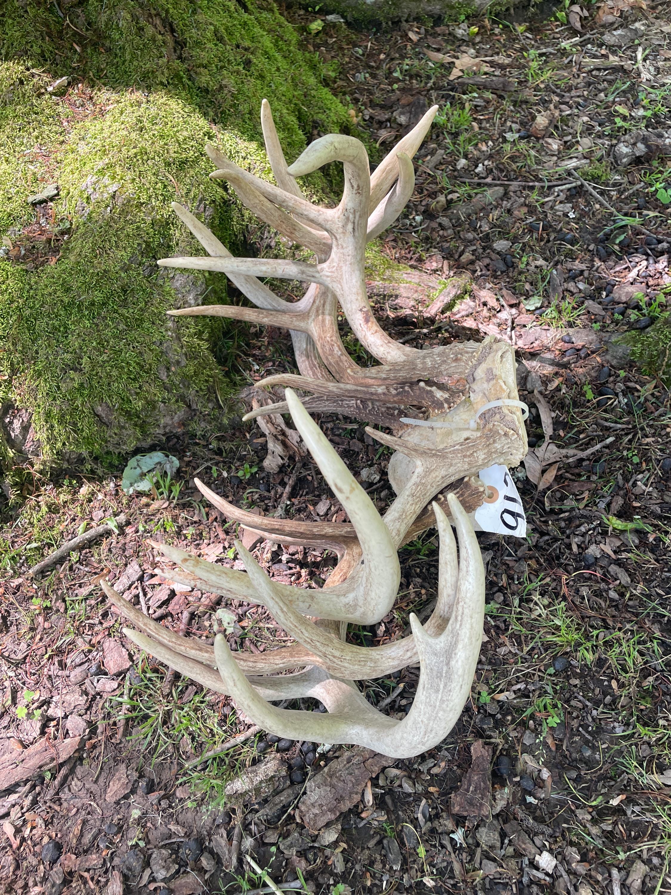 Taxidermy 3 Nice 8 Point Sets of Antlers WHITETAIL DEER Antlers Log ...