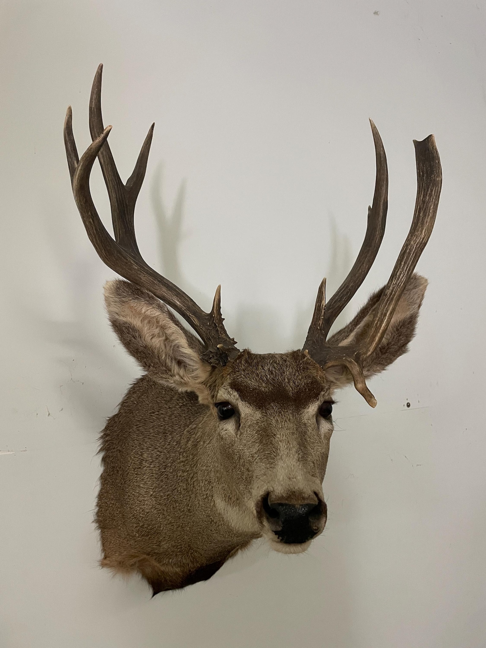 Taxidermy Weird 5 X 5 Double Main Beam MULE DEER ANTLERS /shoulder ...