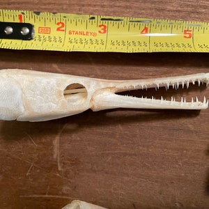 One 1 Alligator GAR FISH Skull/teeth Natural Bones/science Weird ...