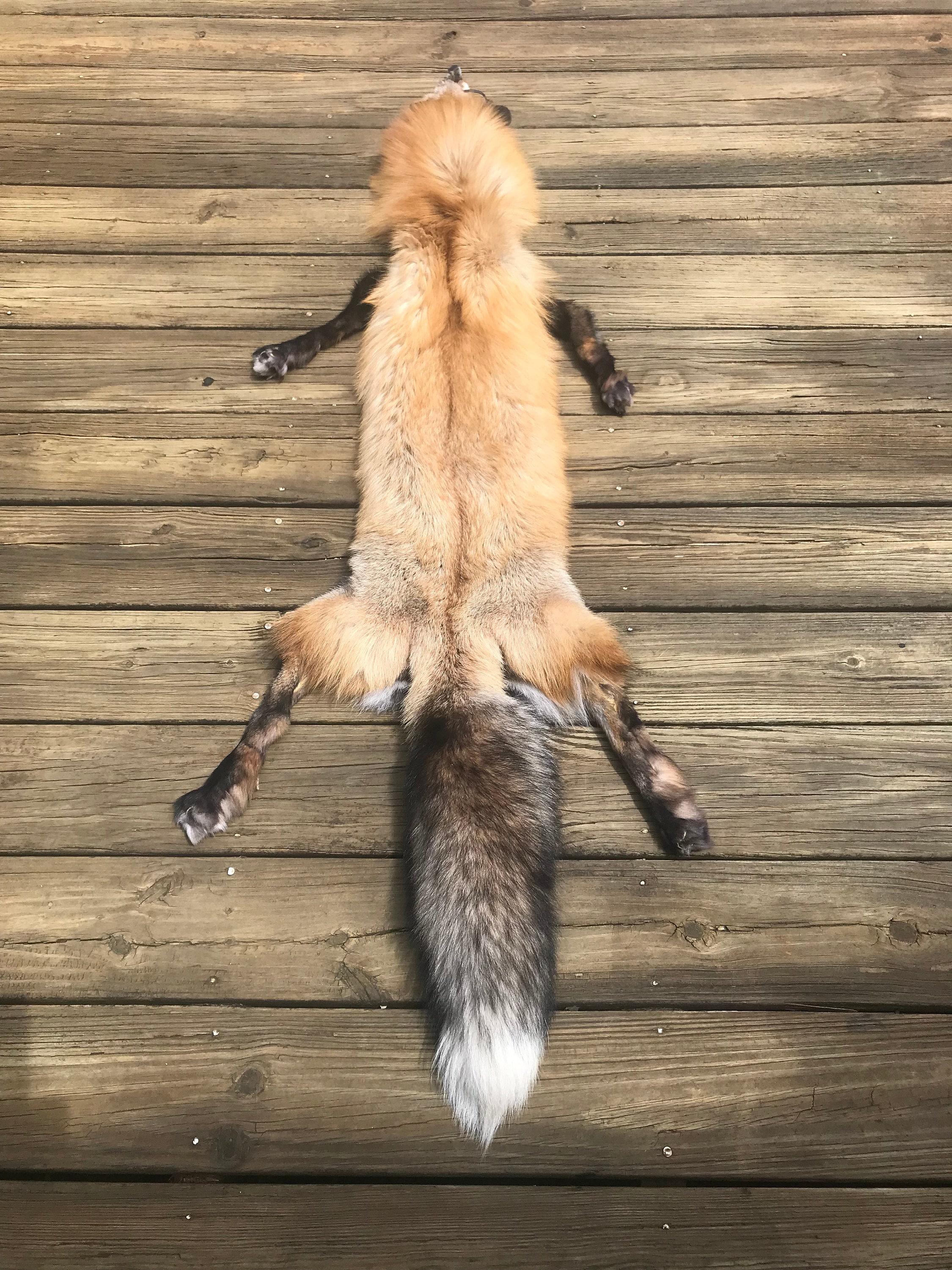 Beautiful Ranch RED FOX Lifesize Fkin/fur/hide /log Cabin | Etsy