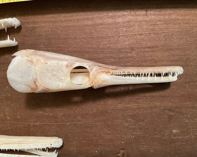 One ( 1 ) Alligator GAR FISH Skull/teeth Natural Bones/science Weird ...
