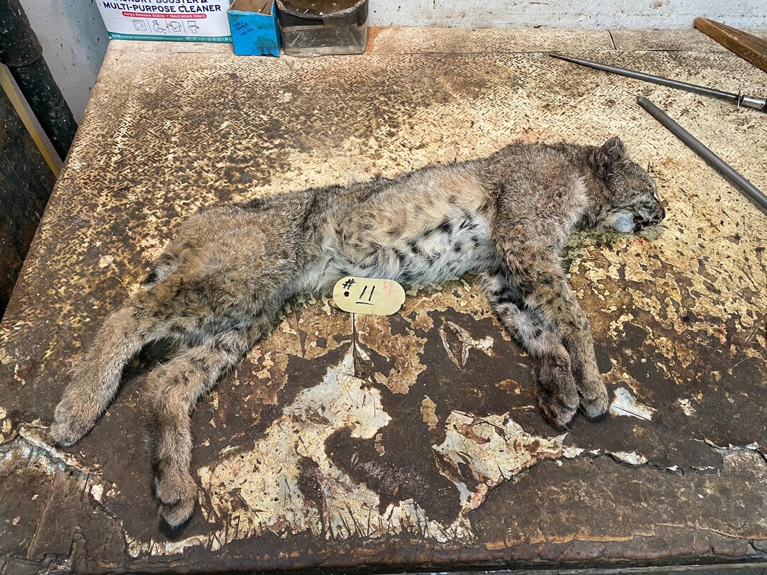 A Beautiful, LIFESIZE Spotted Bobcat Untanned / Salted Skin for a Full ...