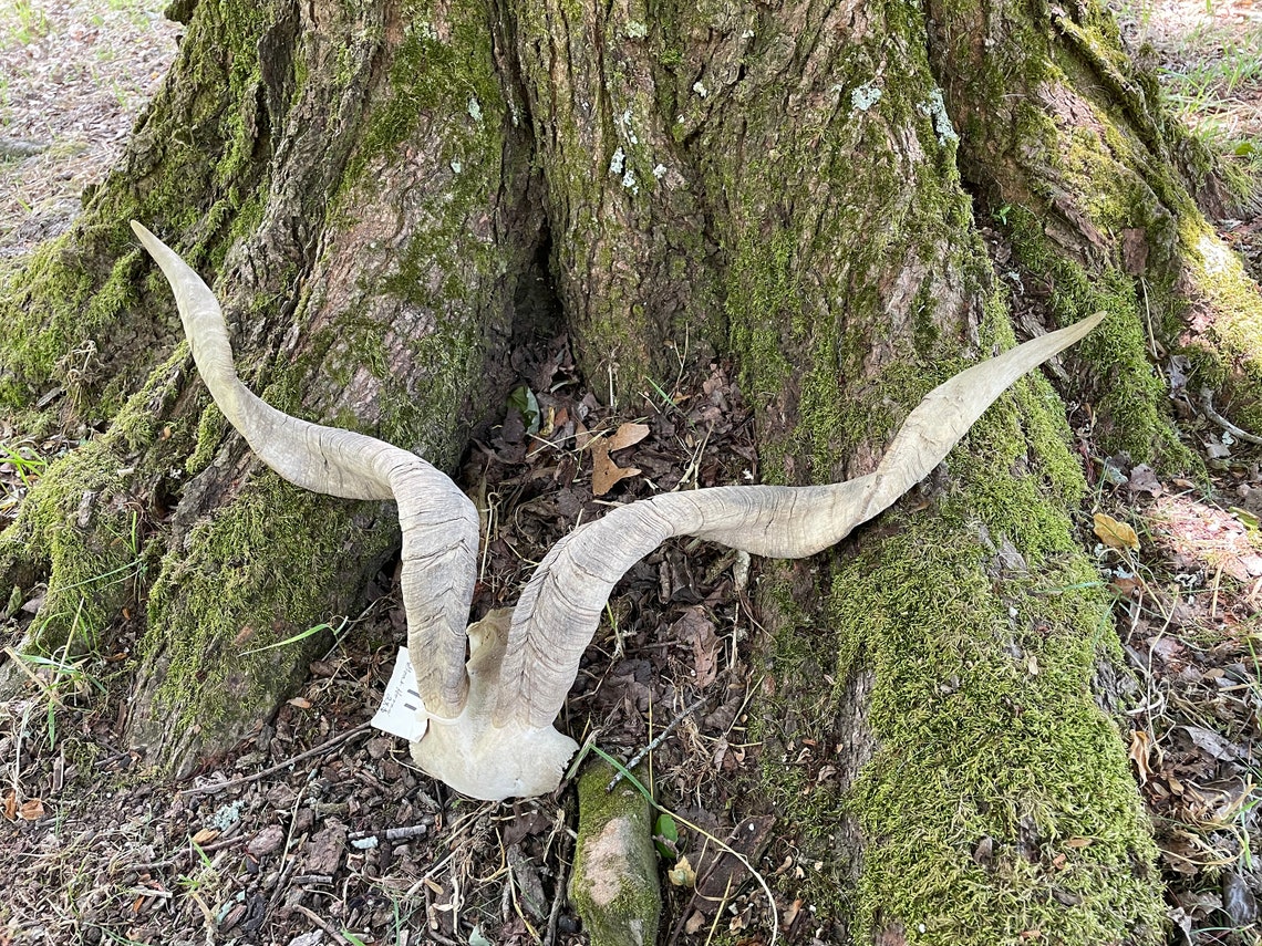 Taxidermy CATALINA GOAT Huge Horns Log Cabin Hunting Lodge - Etsy