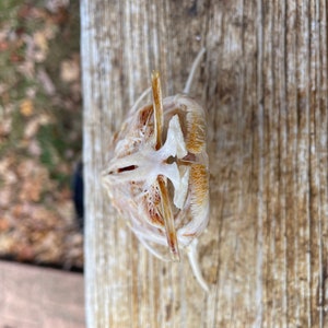 Rarely Seen, FLATHEAD Catfish Skull Natural Bones/science Weird ...