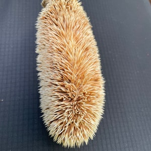 CUTE Oddity Taxidermy Very Nice "new" Long-eared Hedgehog Mount Log ...