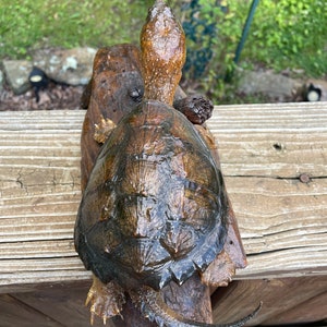 VERY Nice Smaller, New Snapping Turtle Lifesize Mount, Log Cabin ...