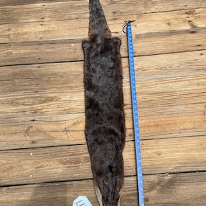 Xxlarge Almost BLACK, River Otter Beautiful Soft Tanned Fur/skin/hide ...
