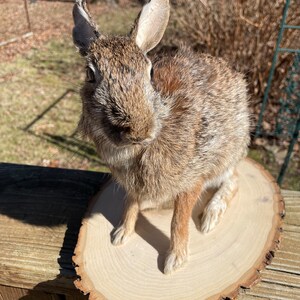 Rarely Seen, Taxidermy, Cottontail Rabbit, Nice Natural Base Easter ...
