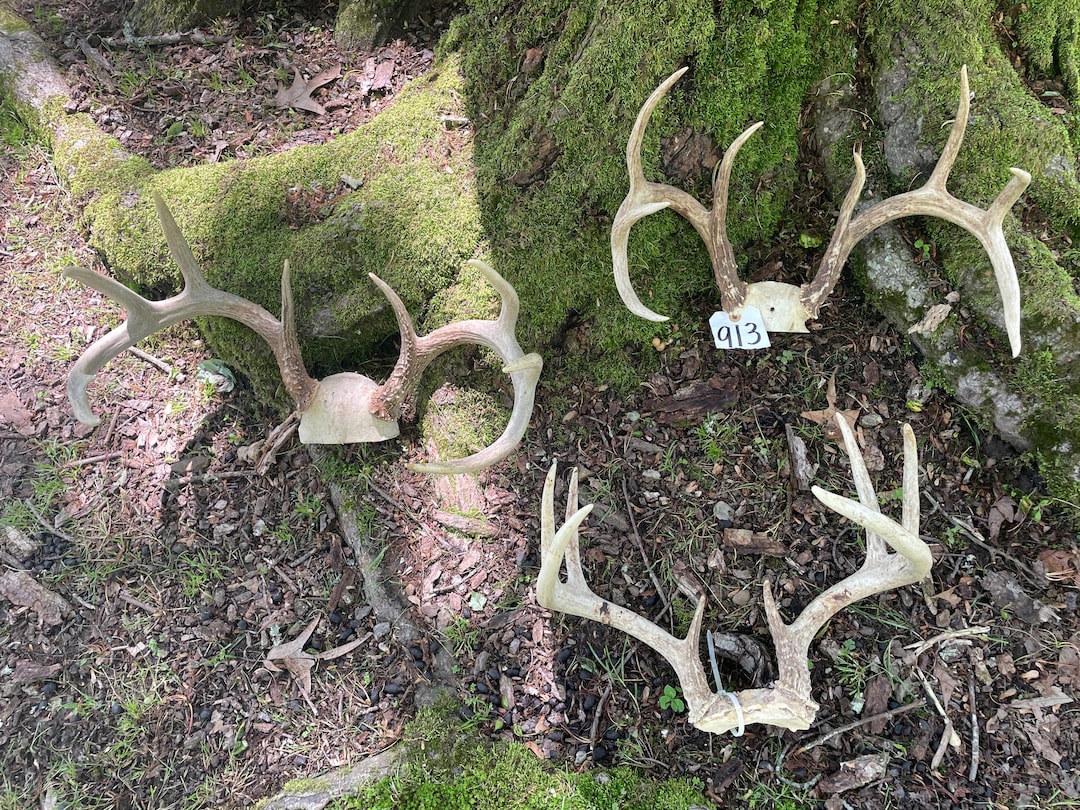 Taxidermy 3 Nice 8 Point Sets of Antlers WHITETAIL DEER Antlers Log ...