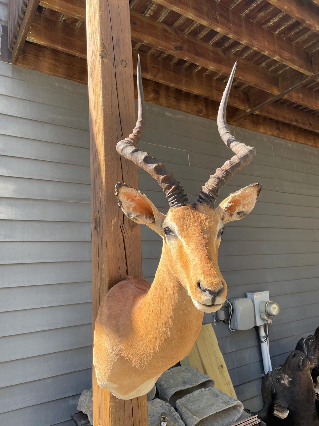 Awesome IMPALA Shoulder Mount With Trophy Size HORNS AFRICA Hunting ...