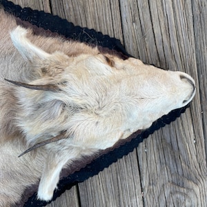 Rare, Taxidermy BIGHORN SHEEP Ewe, Double Felted Rug, Complete With ...