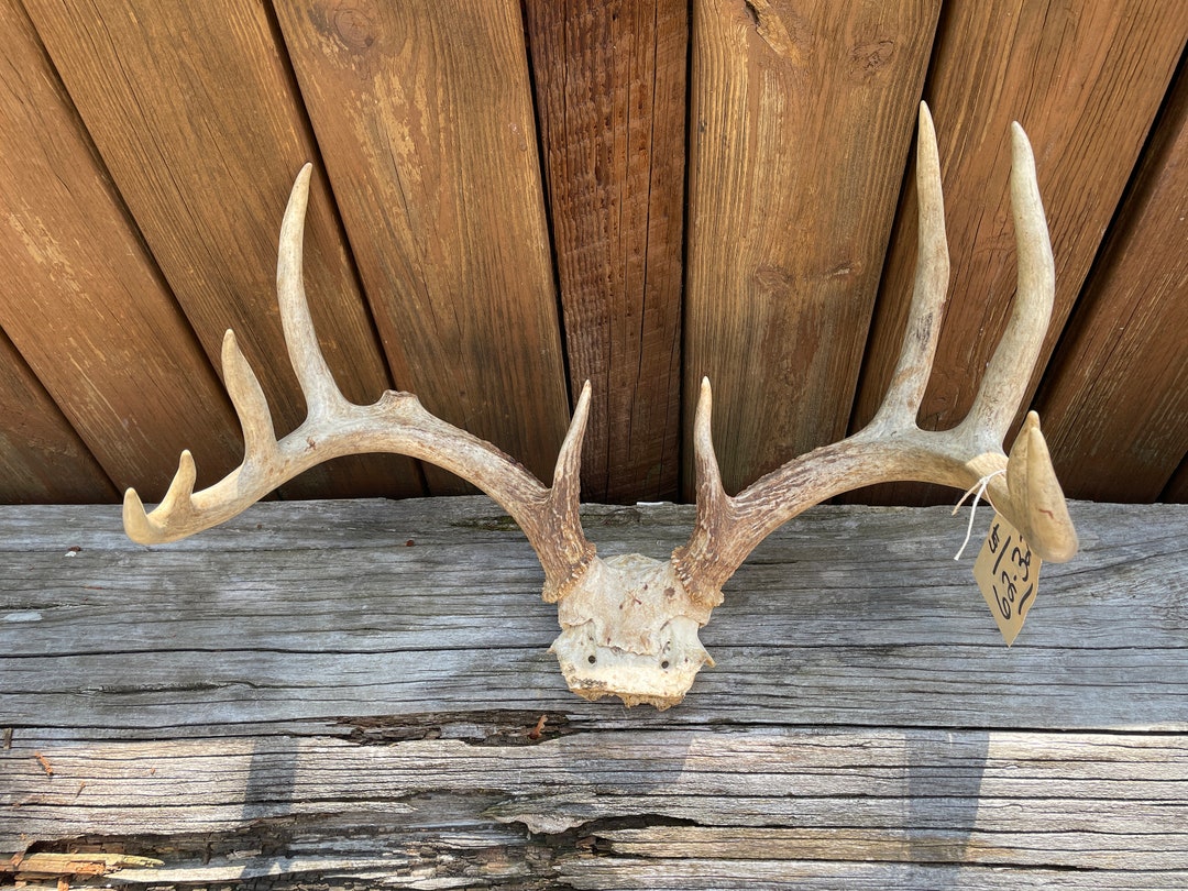 Big Set of 11 Point Whitetail Deer Antlers Taxidermy Log Cabin Lodge ...