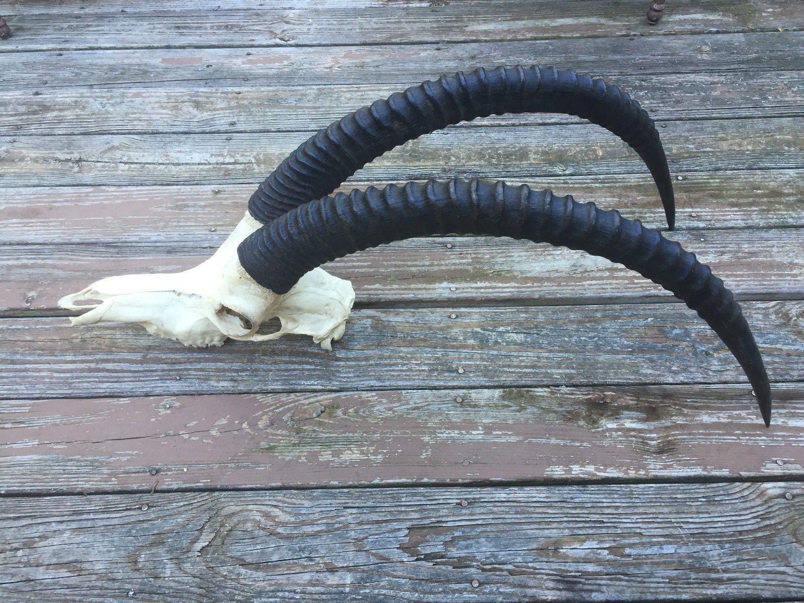 Large SABLE ANTELOPE HORNS with Full Skull African Hunting | Etsy