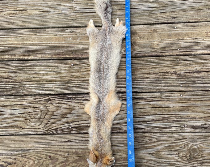 Beautiful KIT FOX Soft Tanned Fur/skin/hide/hunting Lodge/cabin ...