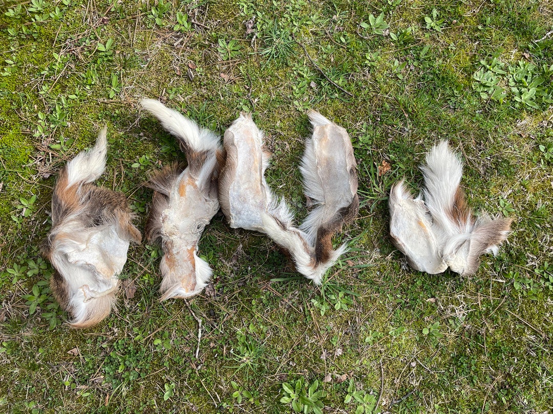 Taxidermy 4 Deer Tail and OR Pieces Whitetail,tenn.bucktail Deer Hair ...