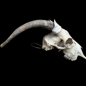 Nice **goat Full Skull With Horns**taxidermy Log Cabin Hunting Lodge ...