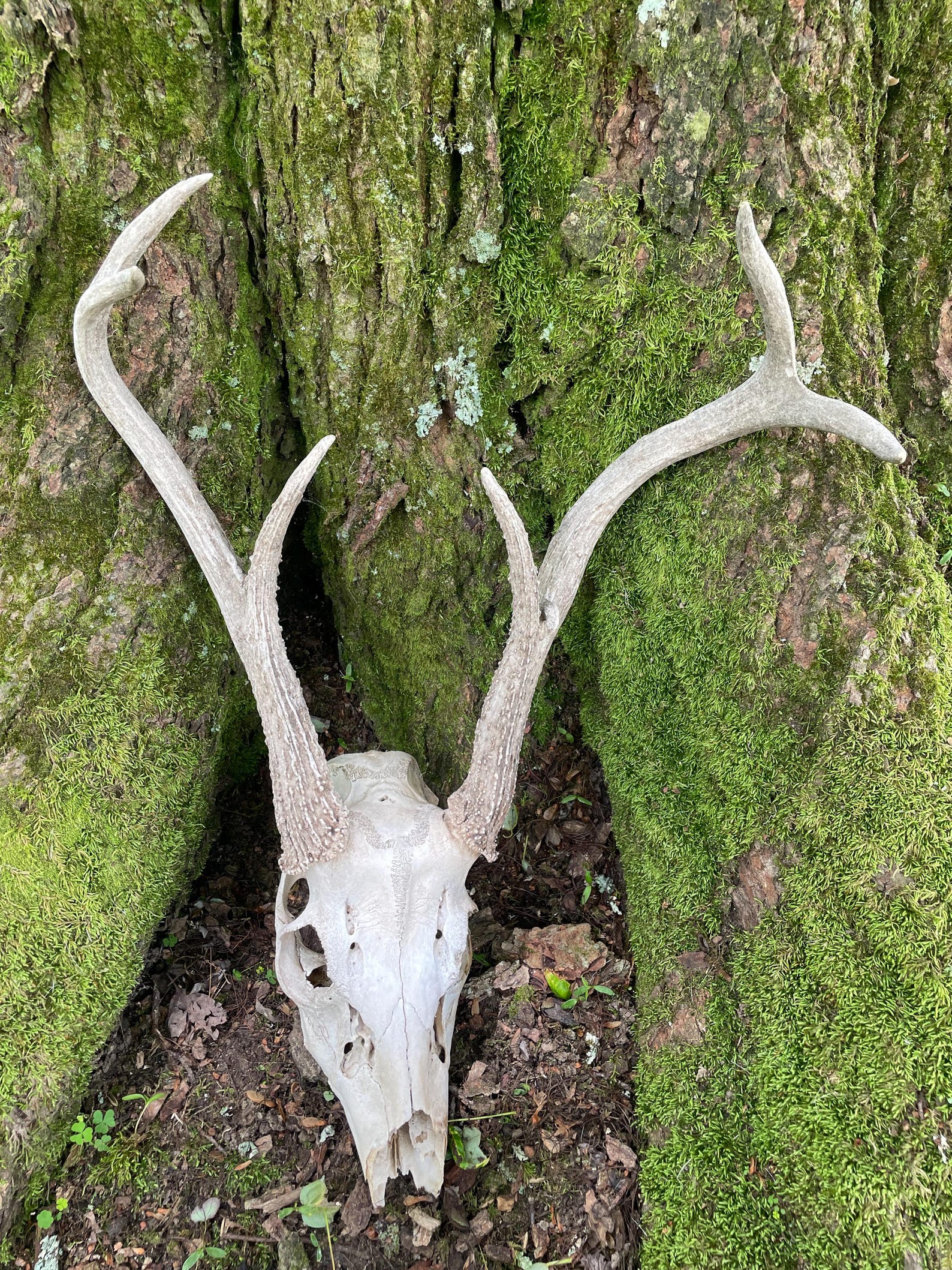 Taxidermy Beautiful Odd Deformed Set of 6 Point Wild White-tailed DEER ...