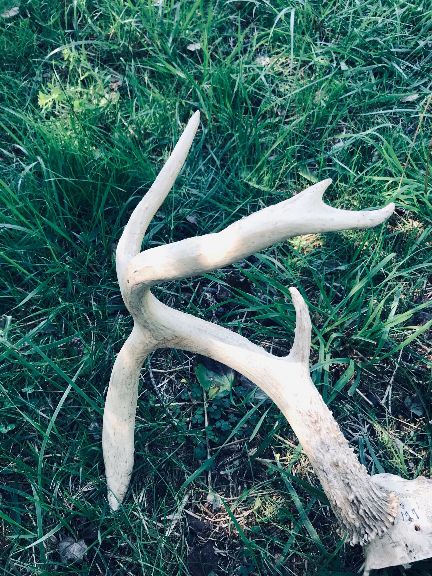 Big 3 X 3 Whitetail Deer Antlers-skull Big 9 DROP TINE - Etsy