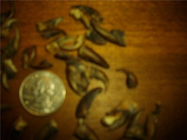 20 Mixed BEAVER CLAWS/Nature/Crafts Native Americam Art | Etsy