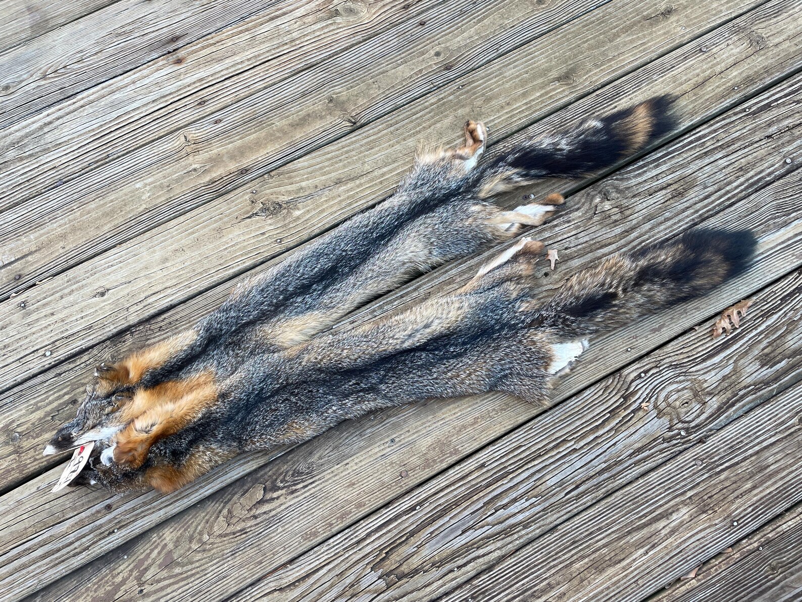 One - Beautiful XLG. GREY FOX Soft Tanned Fur/skin/hide/hunting Lodge ...