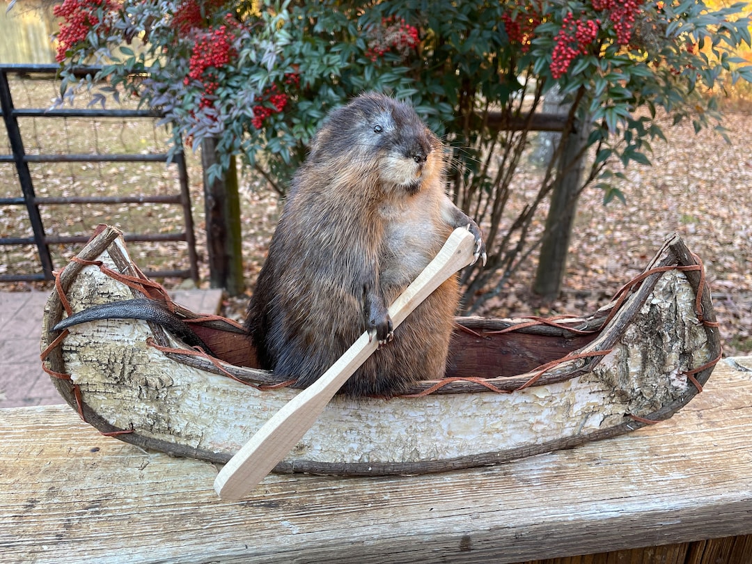 Nice Large American Muskrat Lifesize Mount,paddling a Canoe Taxidermy ...